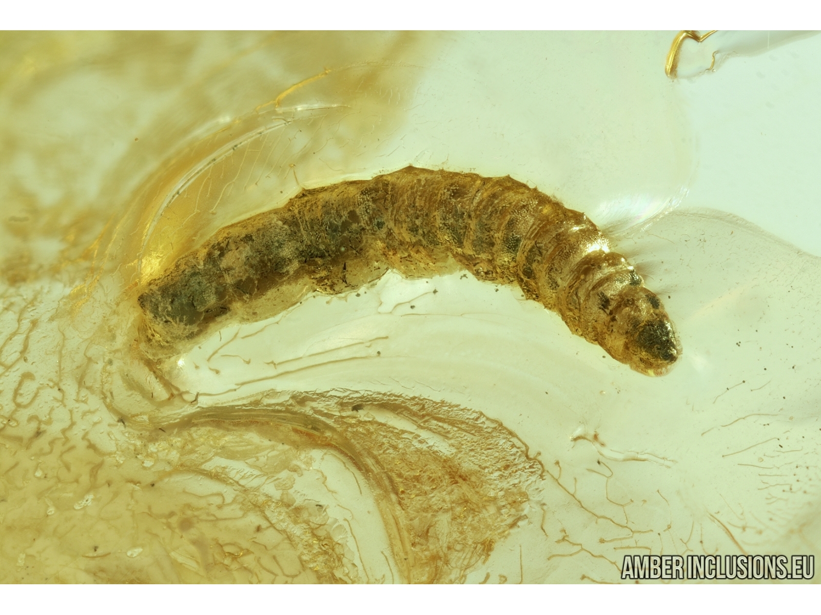 Empididae Larvae