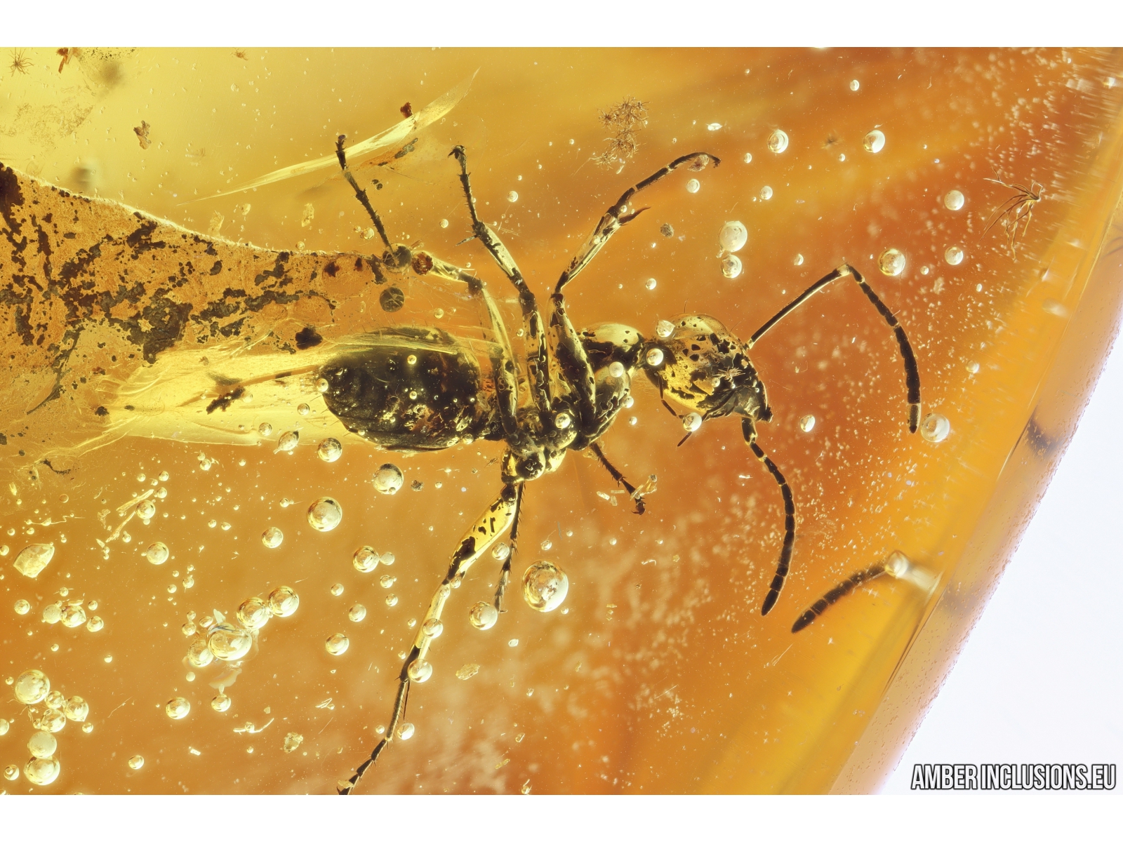 Ant Formica flori and Crane fly Limoniidae. Fossil insects Baltic amber ...