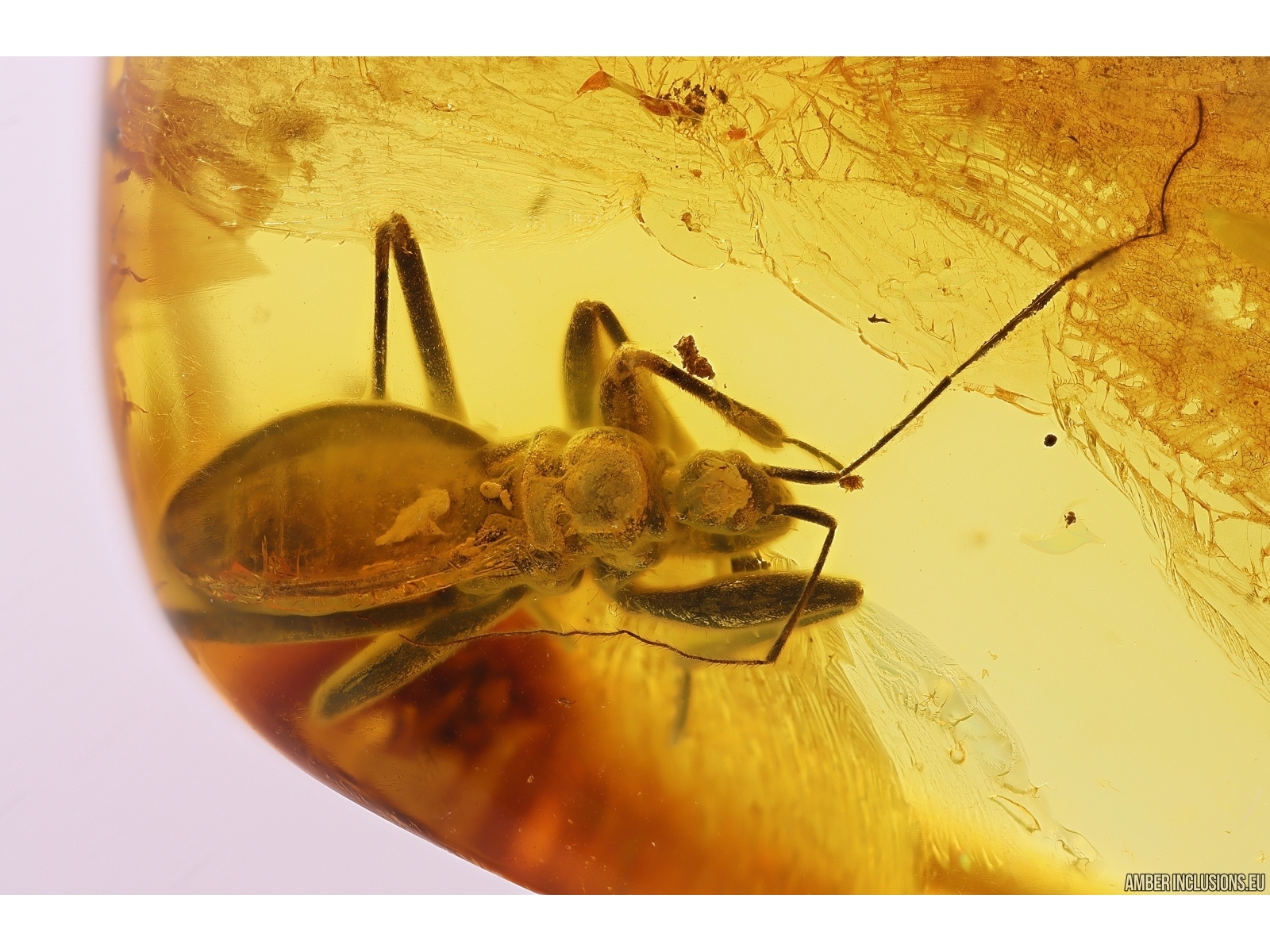 Rare Assassin bug Reduviidae, probably a new species. Ukrainian Rovno ...