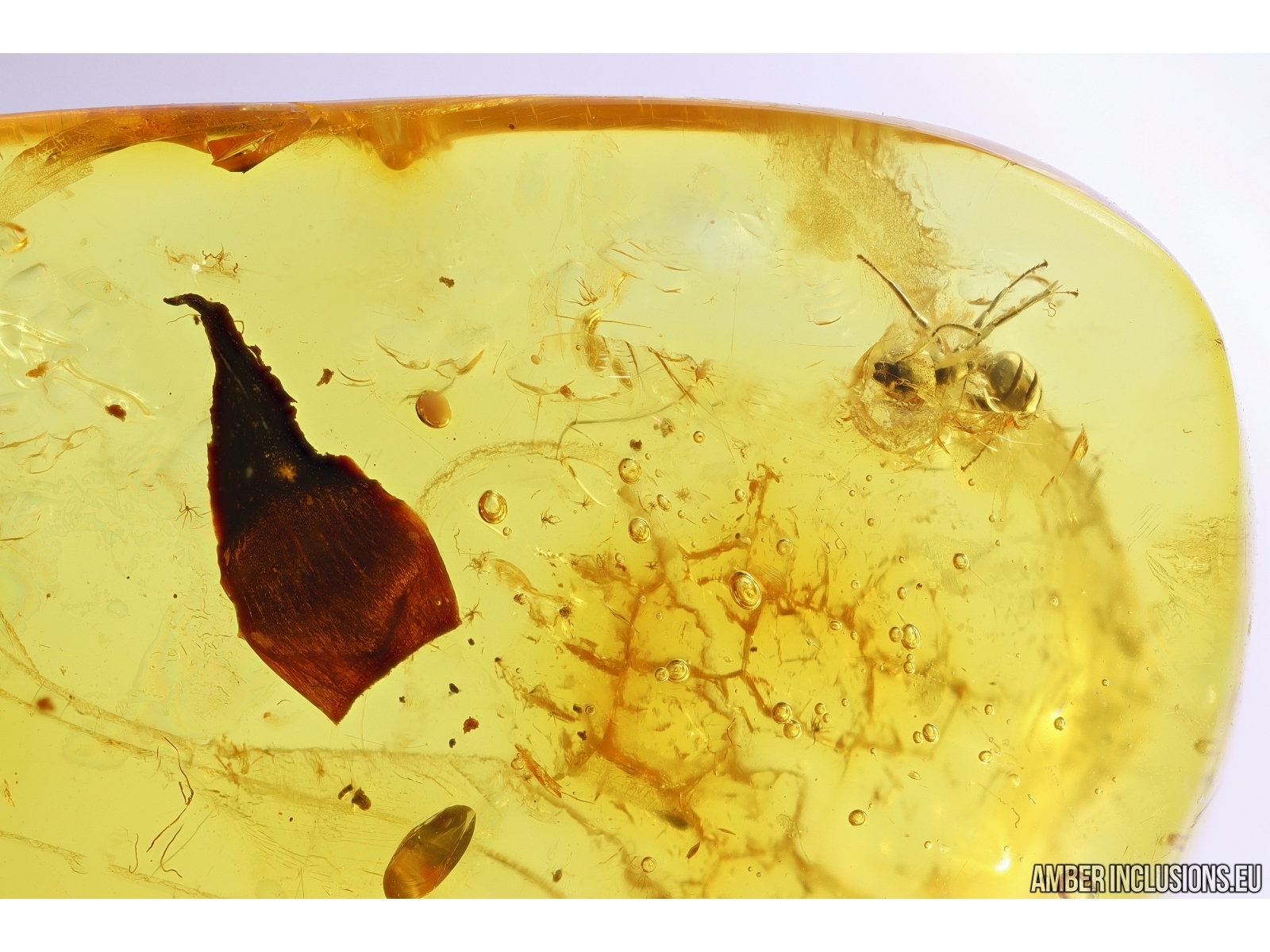 Nice Leaf and Ant. Fossil inclusions in Baltic amber stone #11411 | www ...