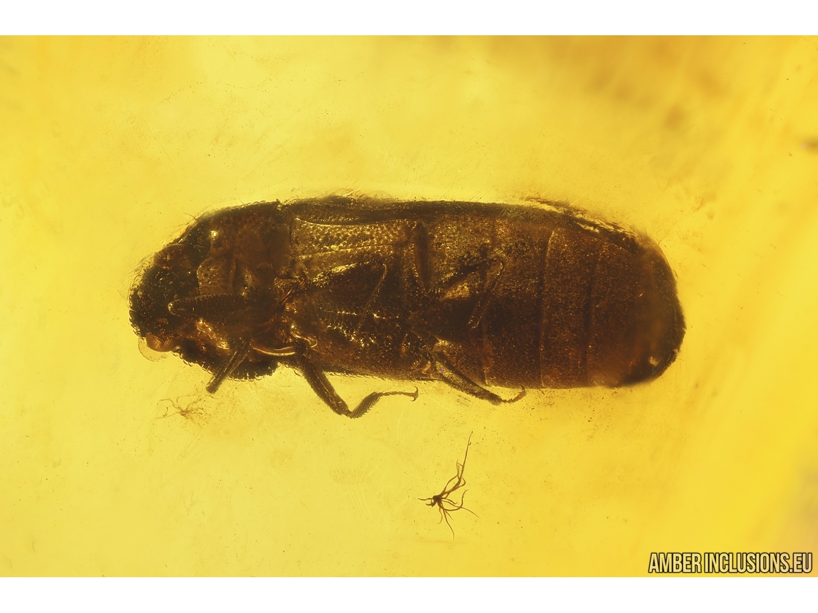 Beetle Coleoptera and More. Fossil insects in Baltic amber #11422 | www ...