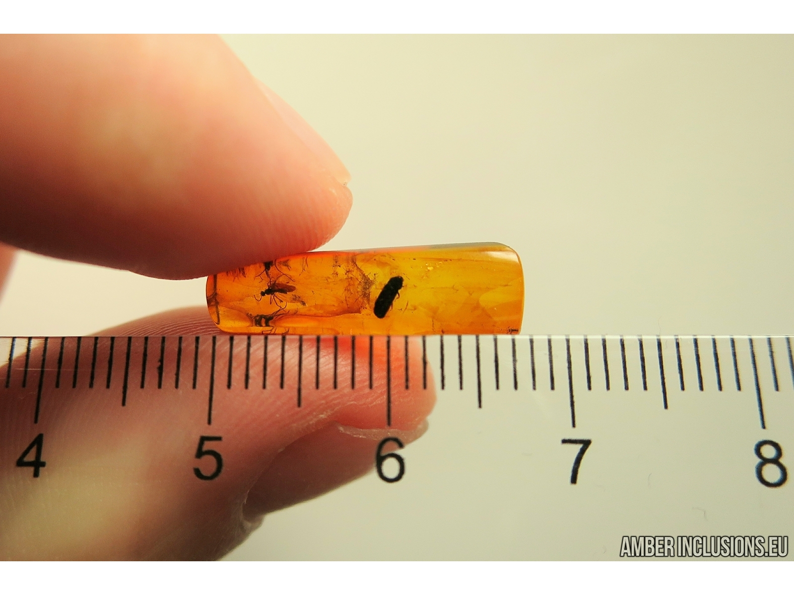 Beetle Coleoptera and More. Fossil insects in Baltic amber #11422 | www ...