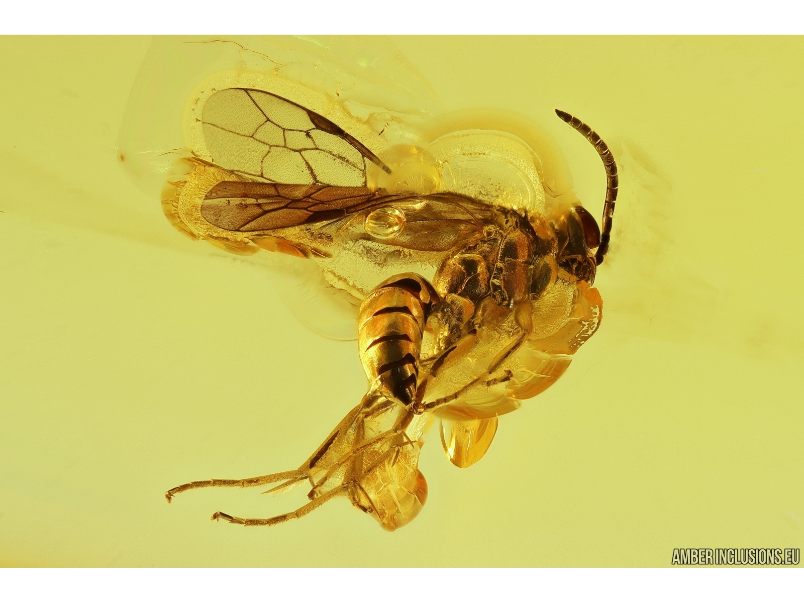 Nice Wasp Hymenoptera. Fossil insect Baltic amber stone #11571 | www ...