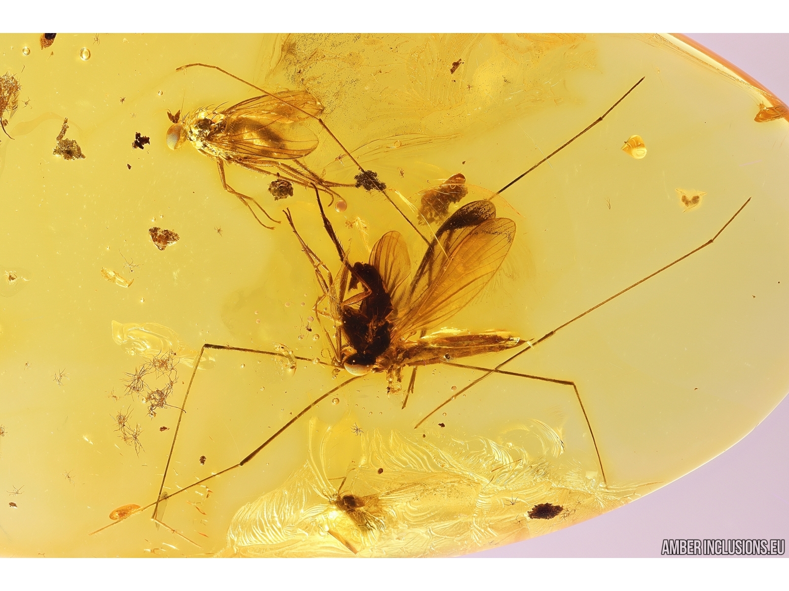 Crane fly Limoniidae Trichoneura, Moss and More. Fossil inclusions in ...