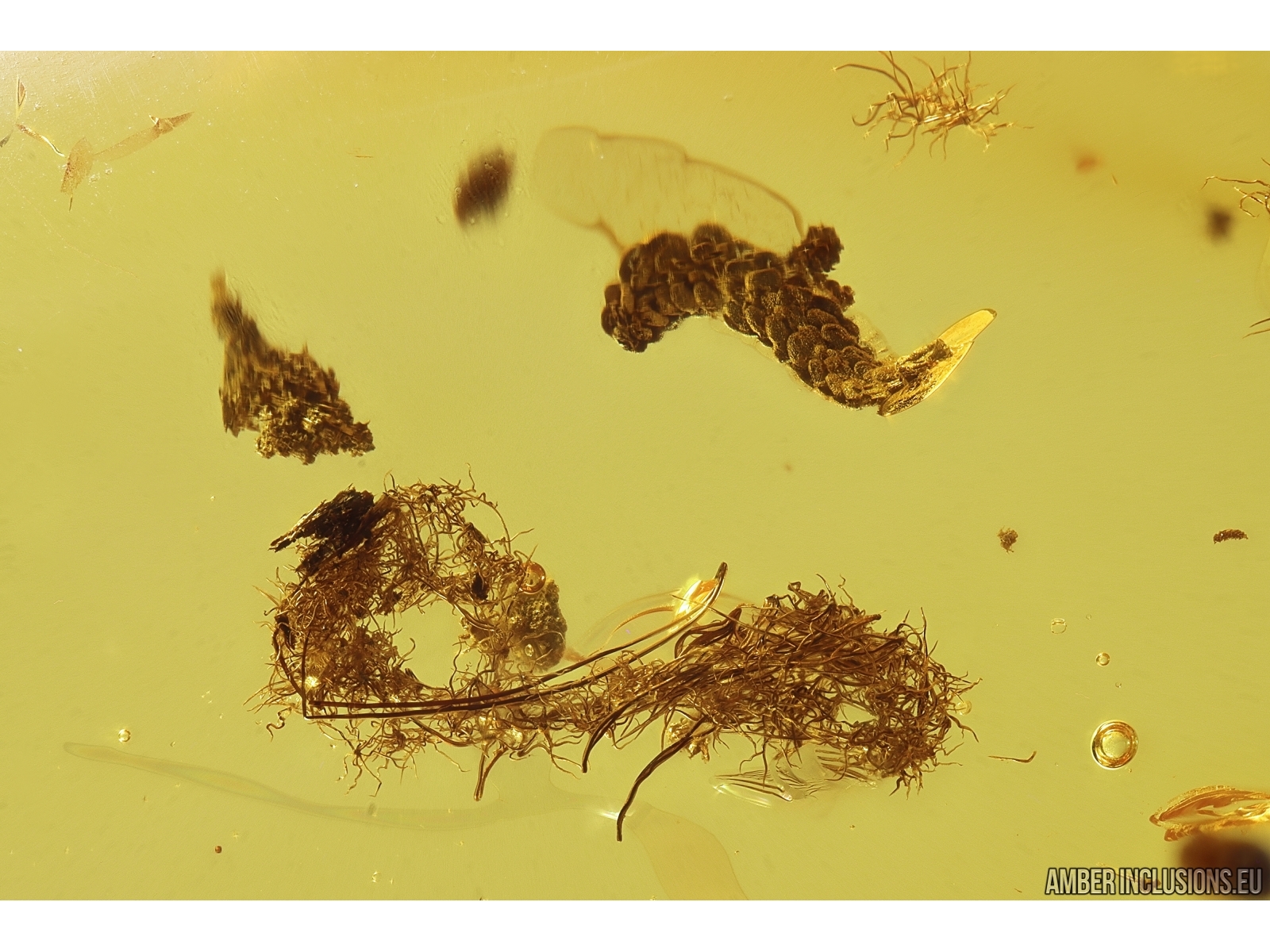 Crane fly Limoniidae Trichoneura, Moss and More. Fossil inclusions in ...