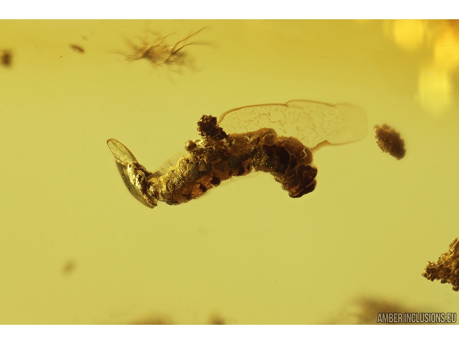 Crane fly Limoniidae Trichoneura, Moss and More. Fossil inclusions in ...