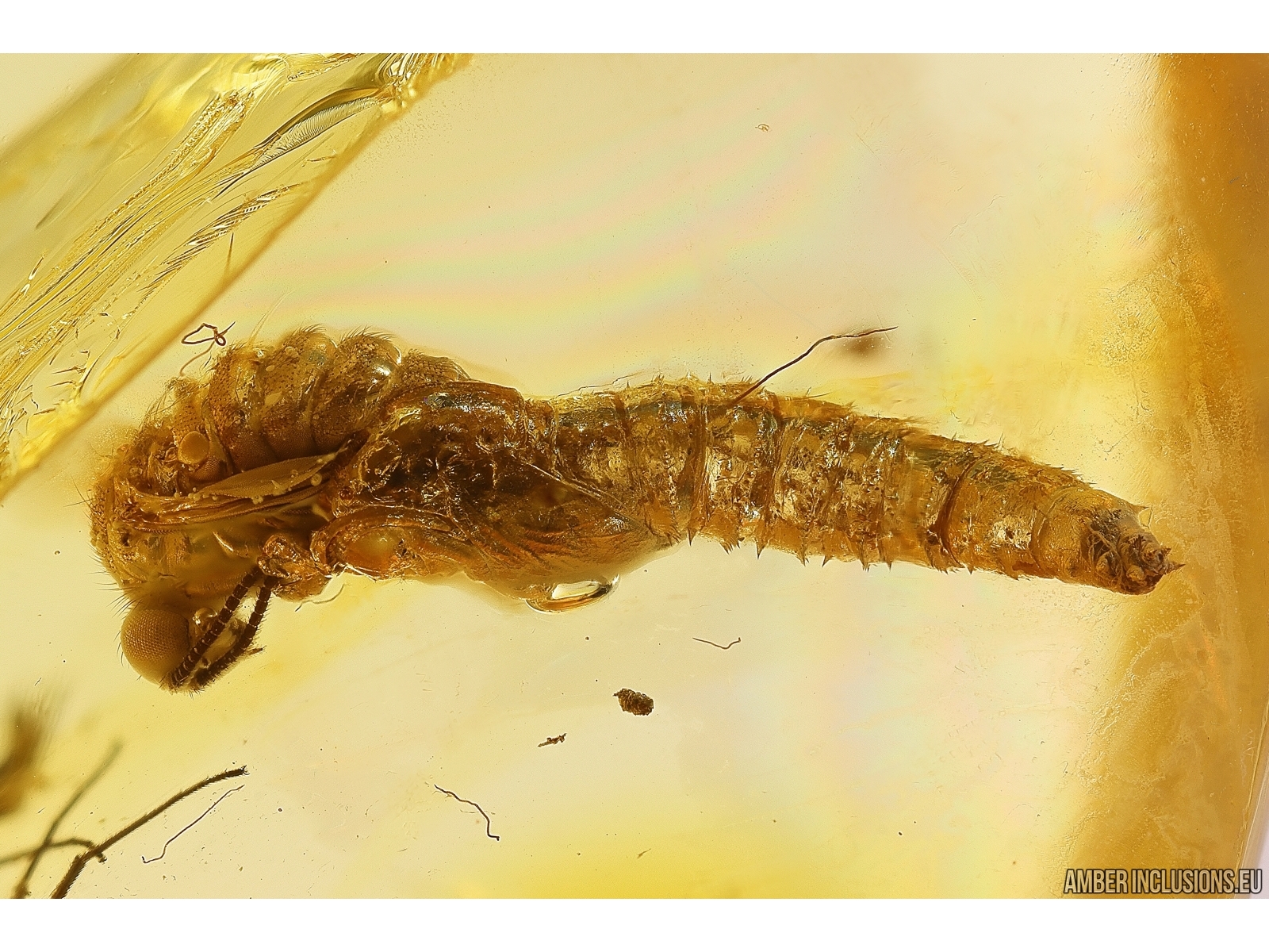Extremely Rare action Wood gnat Anisopodidae emerging from pupa! Fossil ...