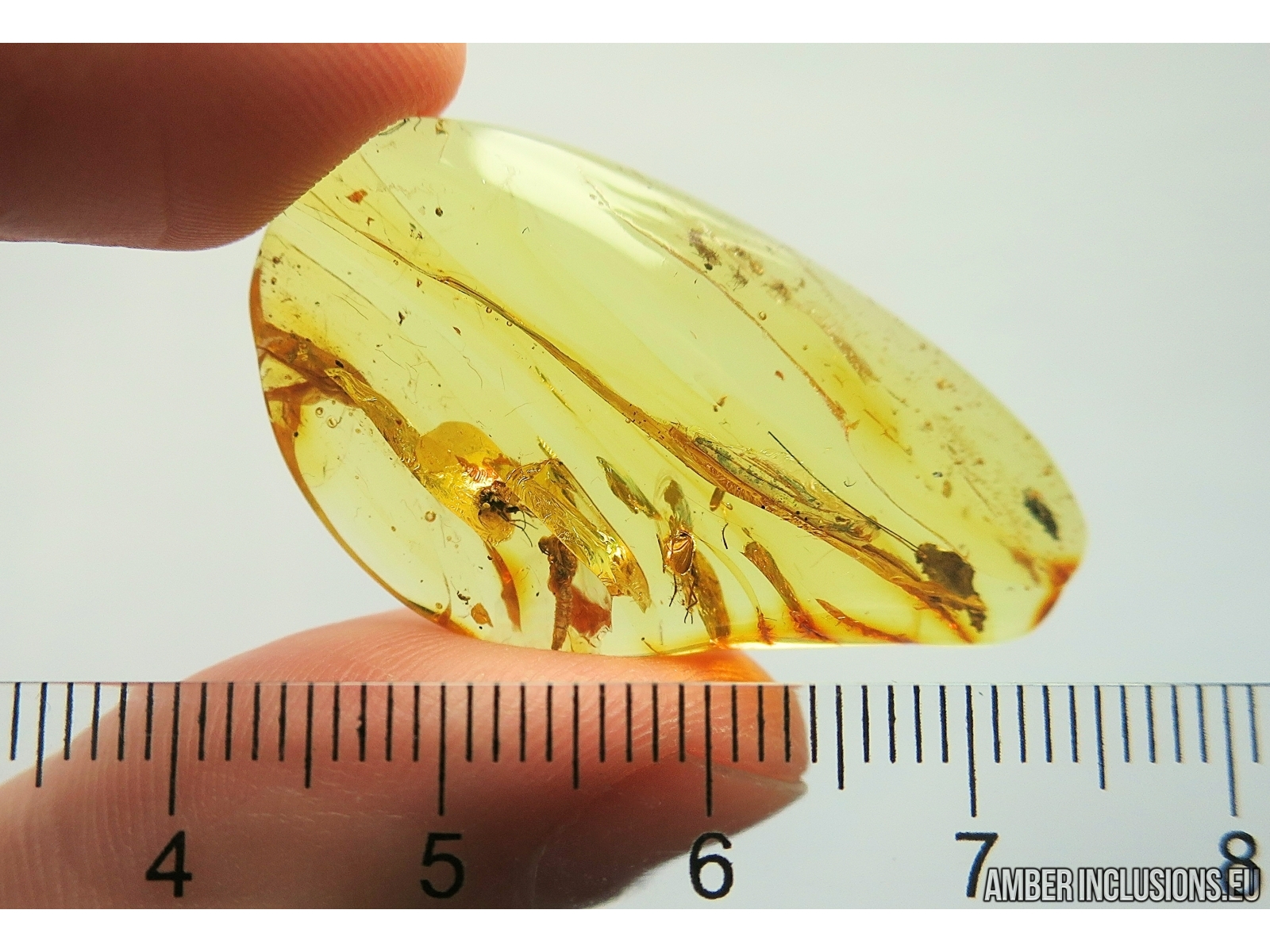 Extremely Rare action Wood gnat Anisopodidae emerging from pupa! Fossil ...