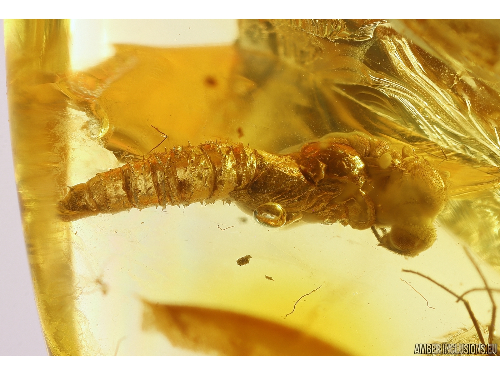 Extremely Rare action Wood gnat Anisopodidae emerging from pupa! Fossil ...