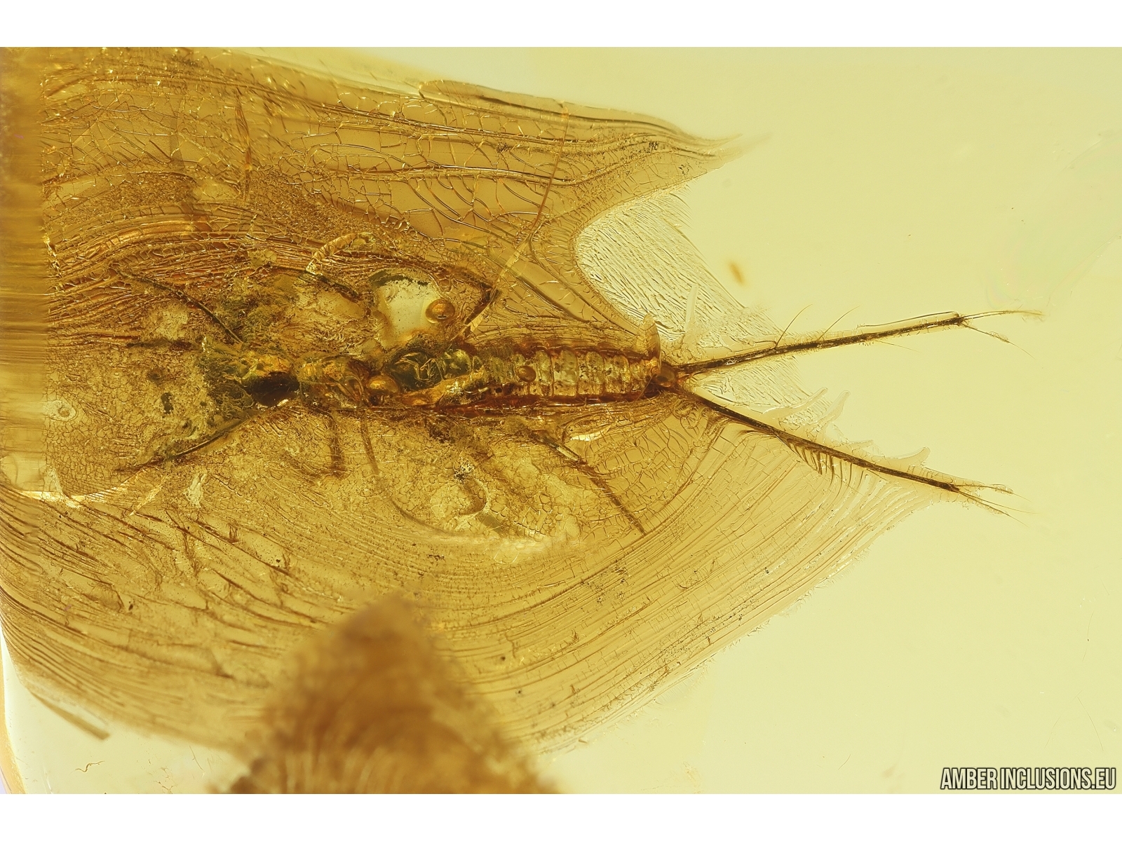 Rare Unusual Aquatic Beetle Larva Dytiscidae. Fossil inclusion Baltic ...