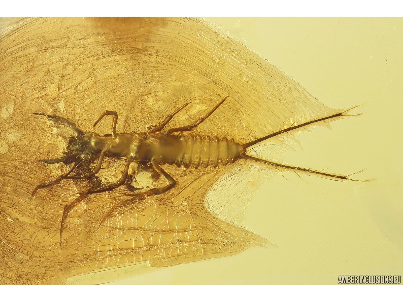 Rare Unusual Aquatic Beetle Larva Dytiscidae. Fossil inclusion Baltic ...