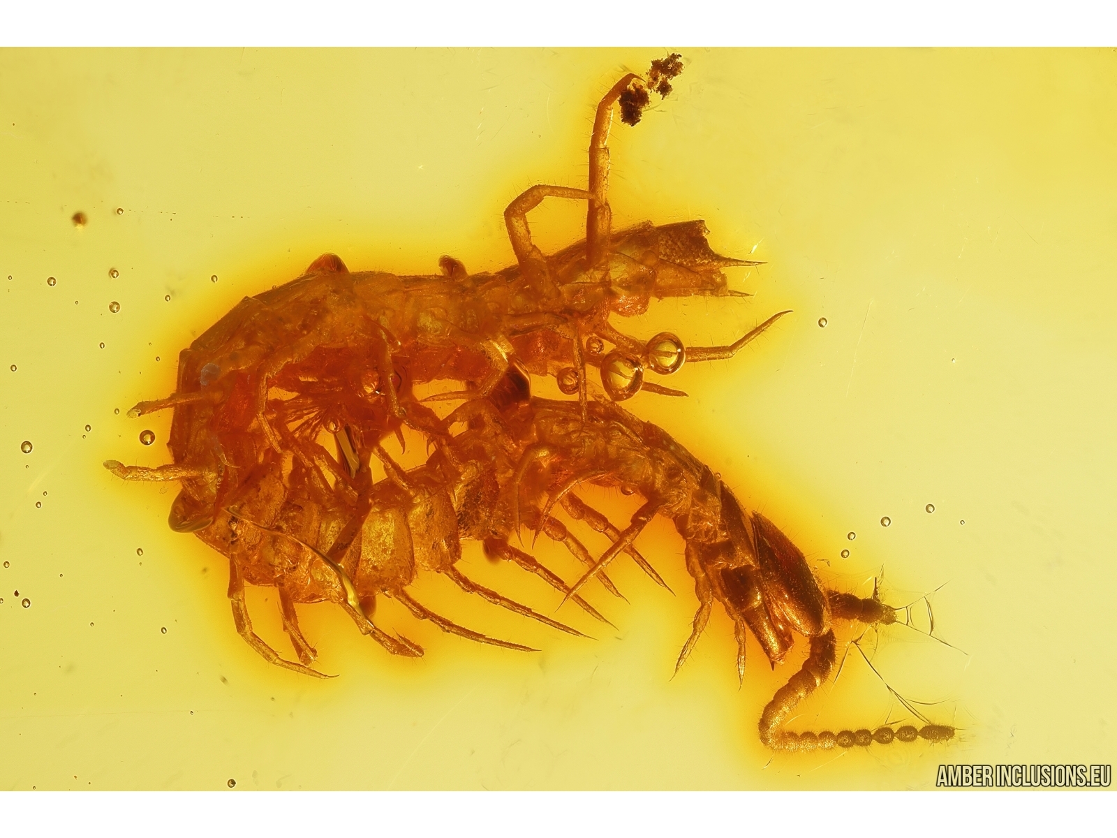 Nice Centipede Chilopoda. Fossil inclusion Dominican amber #11977D ...