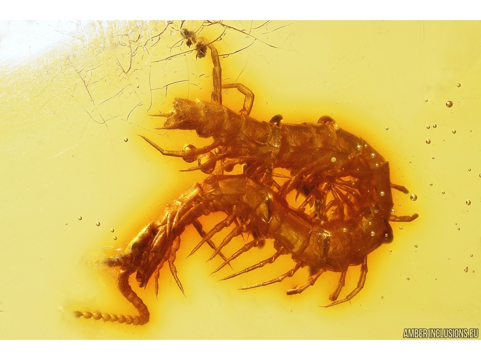 Nice Centipede Chilopoda. Fossil inclusion Dominican amber #11977D ...