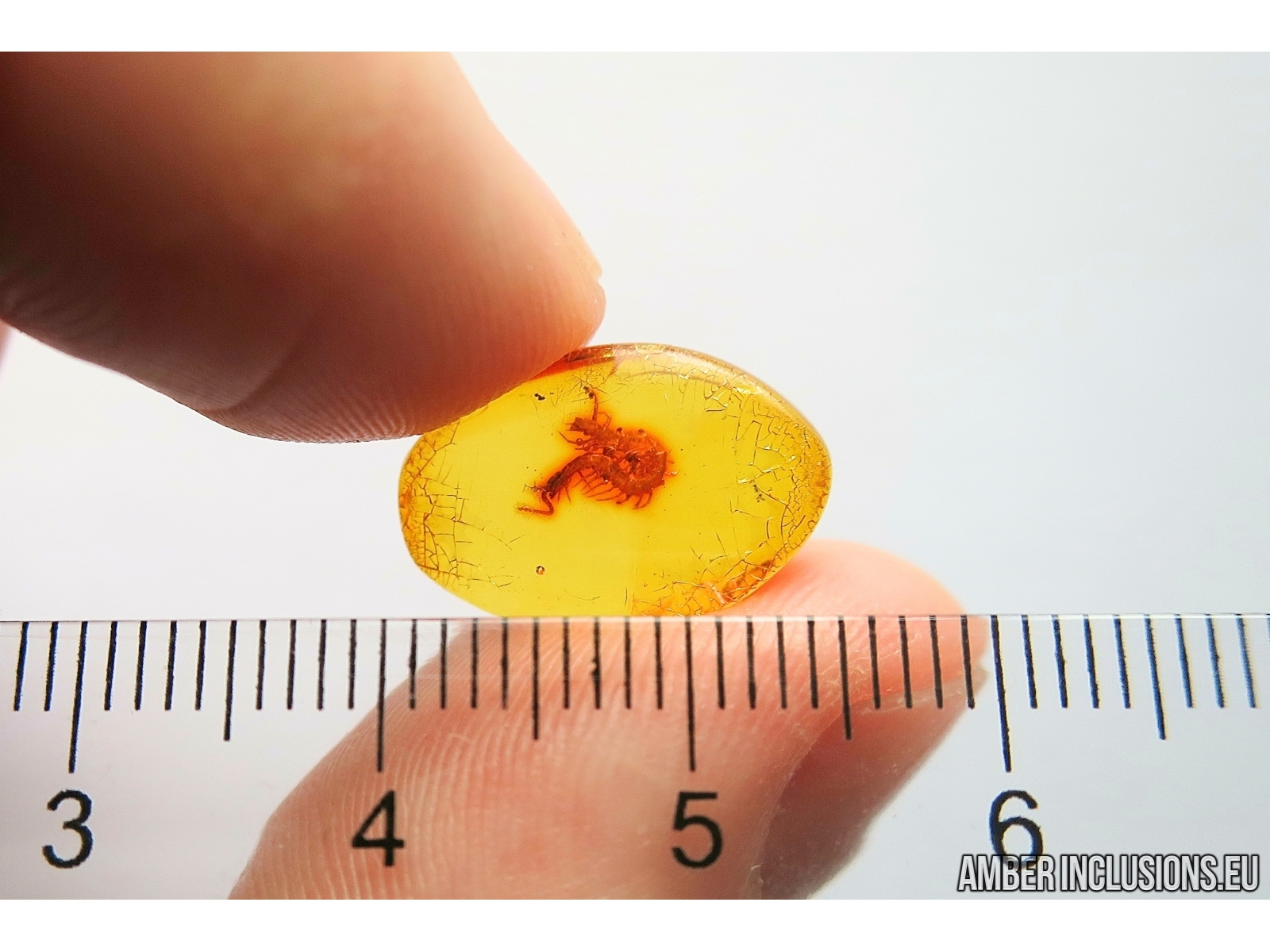 Nice Centipede Chilopoda. Fossil inclusion Dominican amber #11977D ...