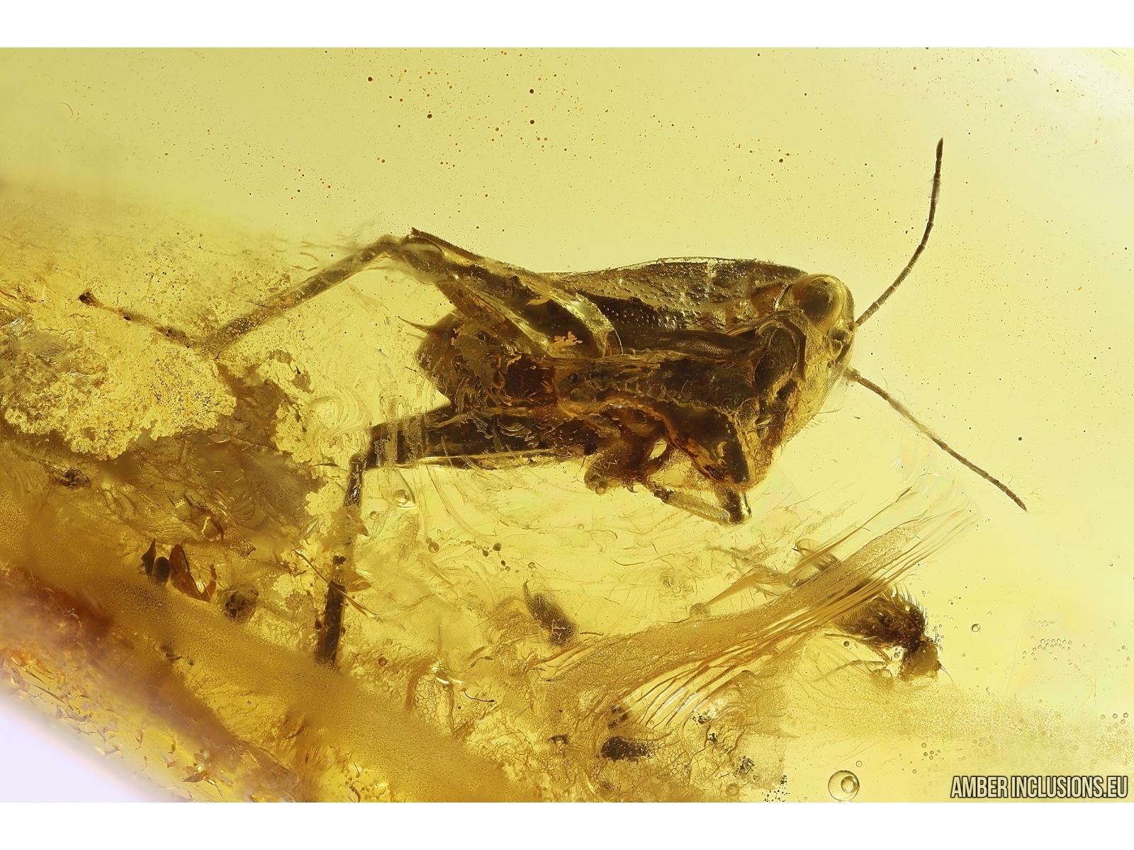 Rare short-horned Grasshopper Caelifera and Springtail Collembola ...