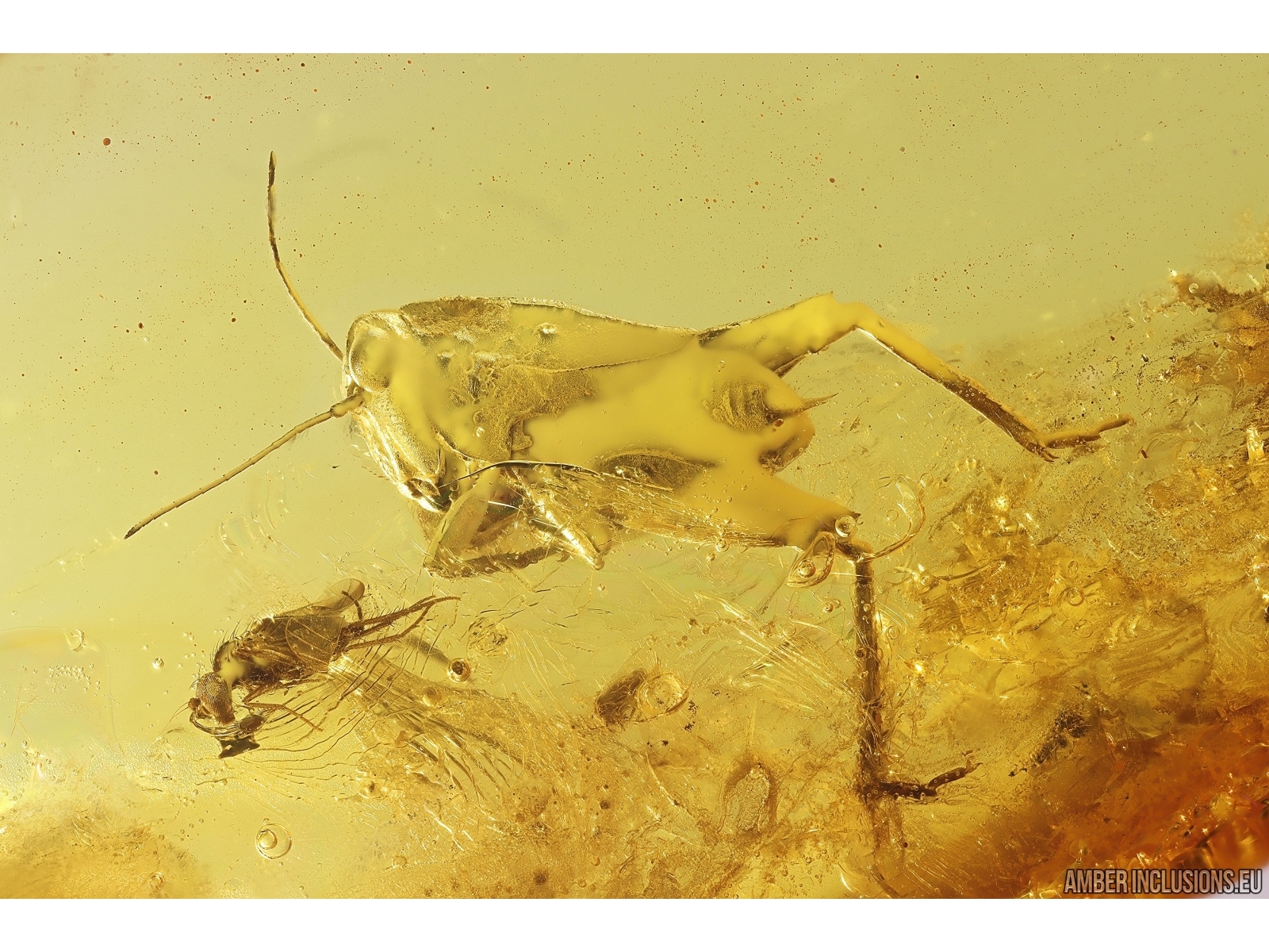 Rare short-horned Grasshopper Caelifera and Springtail Collembola ...
