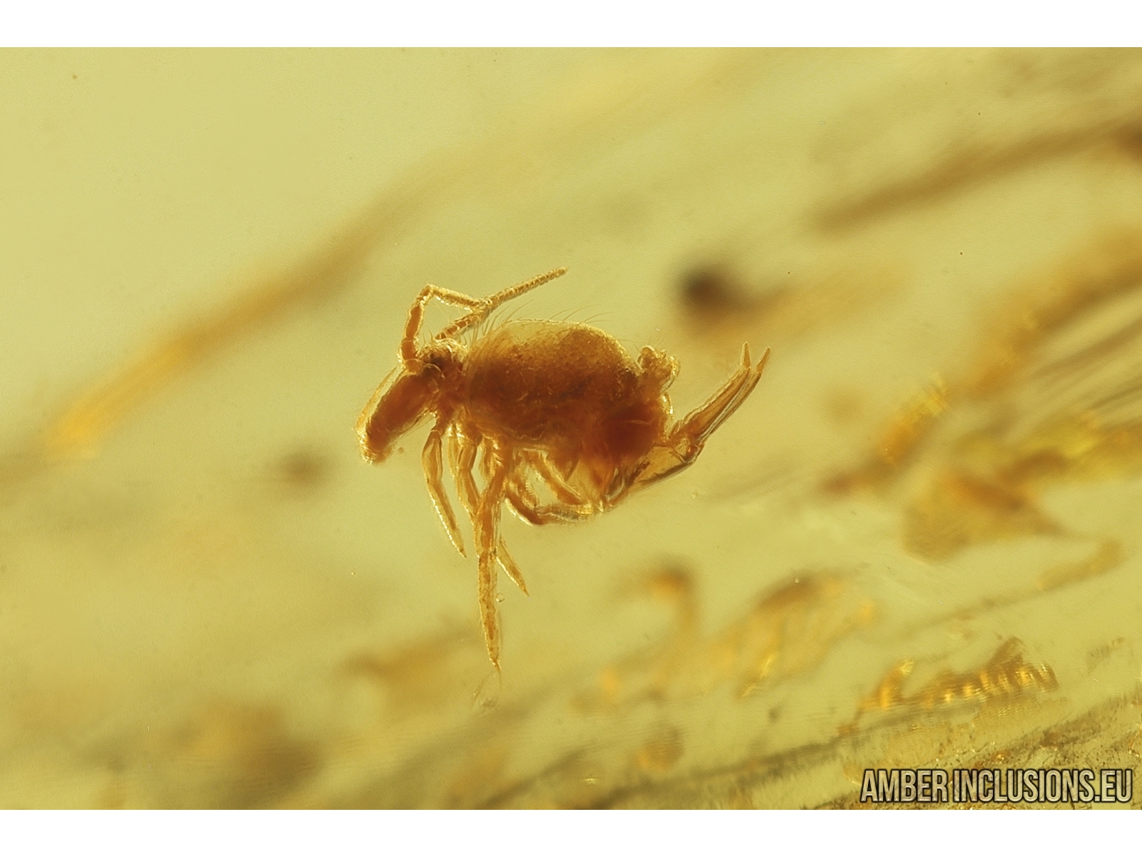 Rare short-horned Grasshopper Caelifera and Springtail Collembola ...