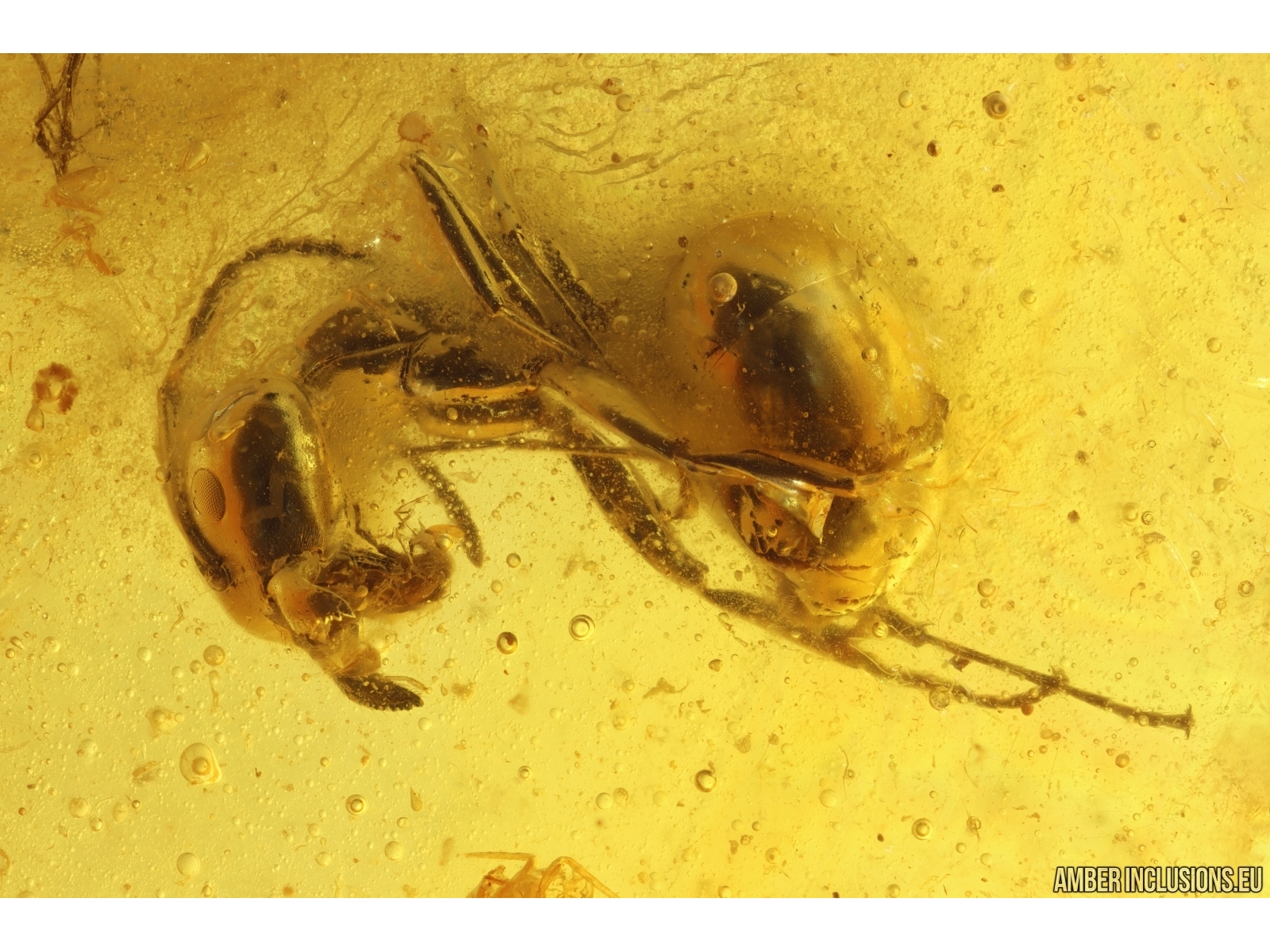 Ant Formicidae Formica flori. Fossil insect in Baltic amber #12192 ...