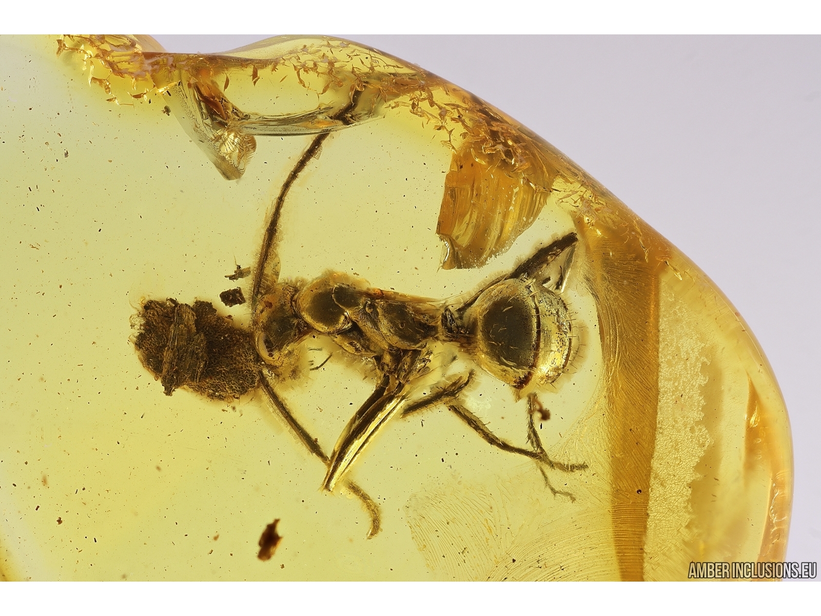 Ant Formicidae Formica flori with Leaf fragment. Fossil inclusions ...