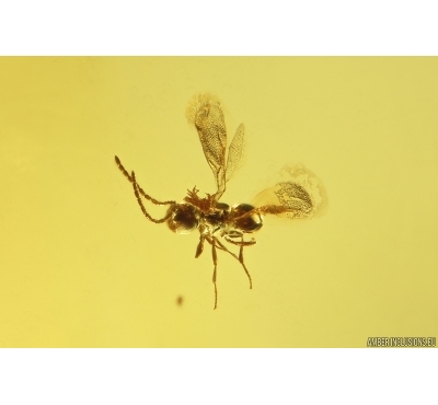 Wasp, Springtail, Dance fly, Leaf and More. Fossil inclusions Baltic ...