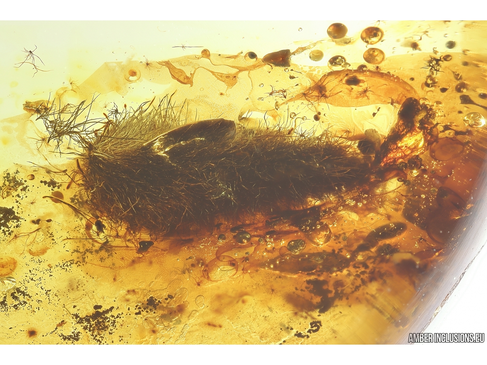 Nice Leaf. Fossil inclusion in Baltic amber #12308 | www.amberinclusions.eu