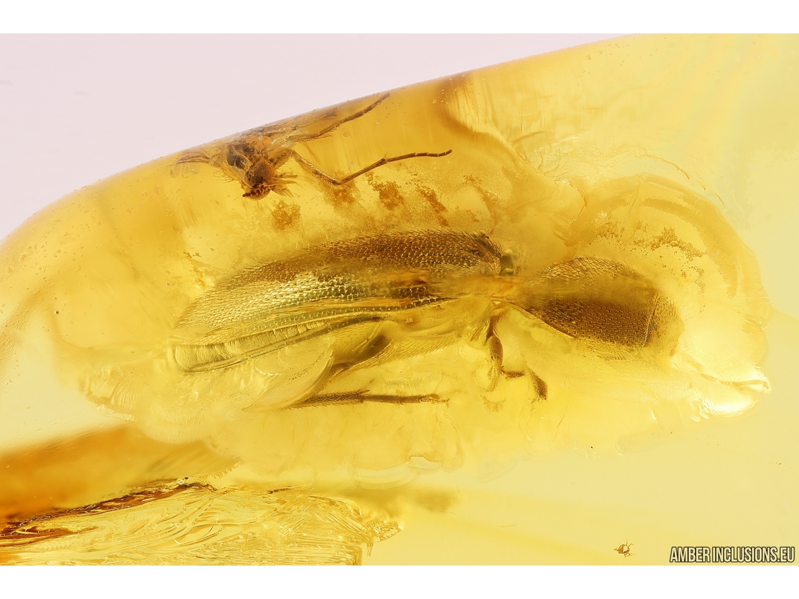 Click beetle Elateroidea and More. Fossil insects Baltic amber #12337 ...