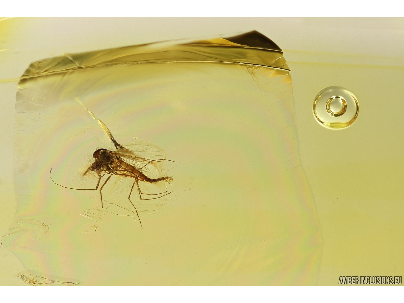 True midge Chironomidae and Water Bubble. Fossil inclusions Baltic ...