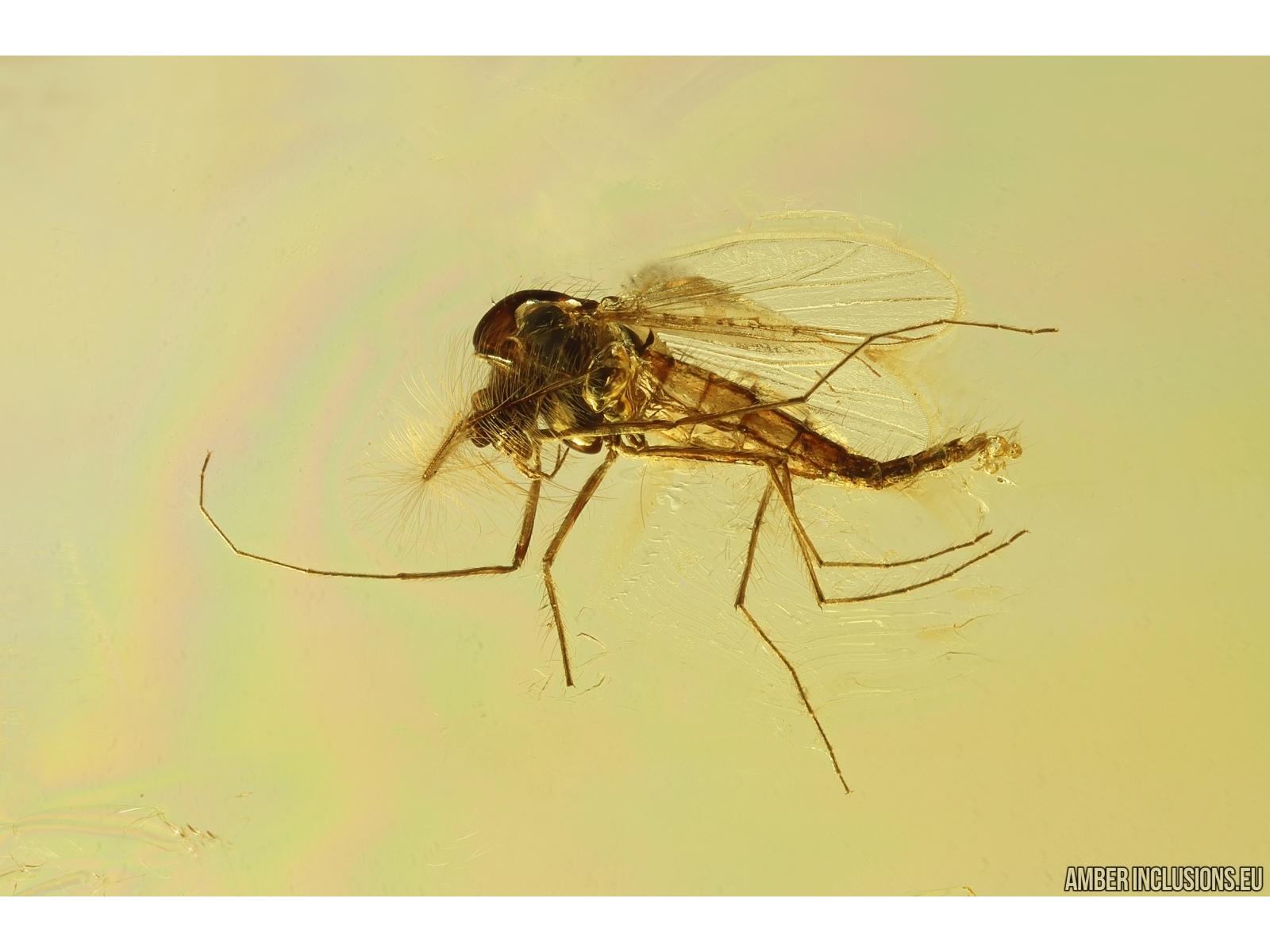 True midge Chironomidae and Water Bubble. Fossil inclusions Baltic ...
