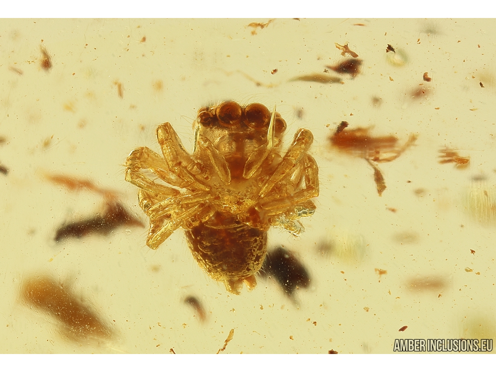 Jumping Spider Salticidae and More. Fossil inclusions in Big Baltic ...