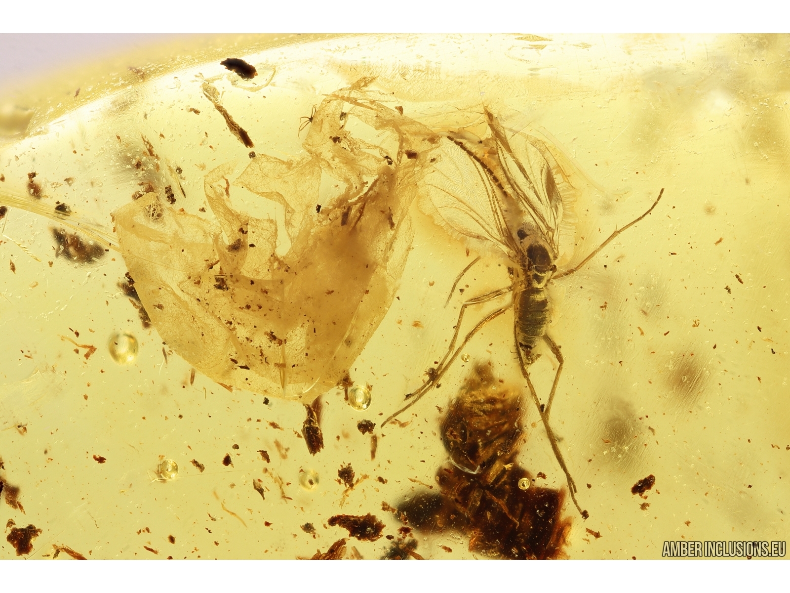 Jumping Spider Salticidae and More. Fossil inclusions in Big Baltic ...