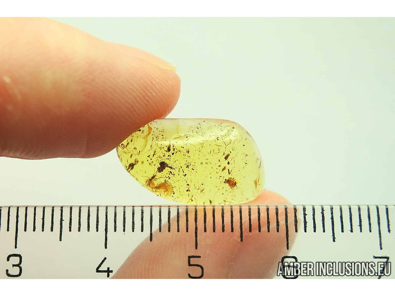 Jumping Spider Salticidae and More. Fossil inclusions in Big Baltic ...