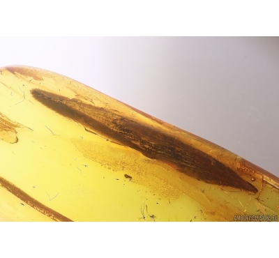 Amber Inclusions | www.amberinclusions.eu