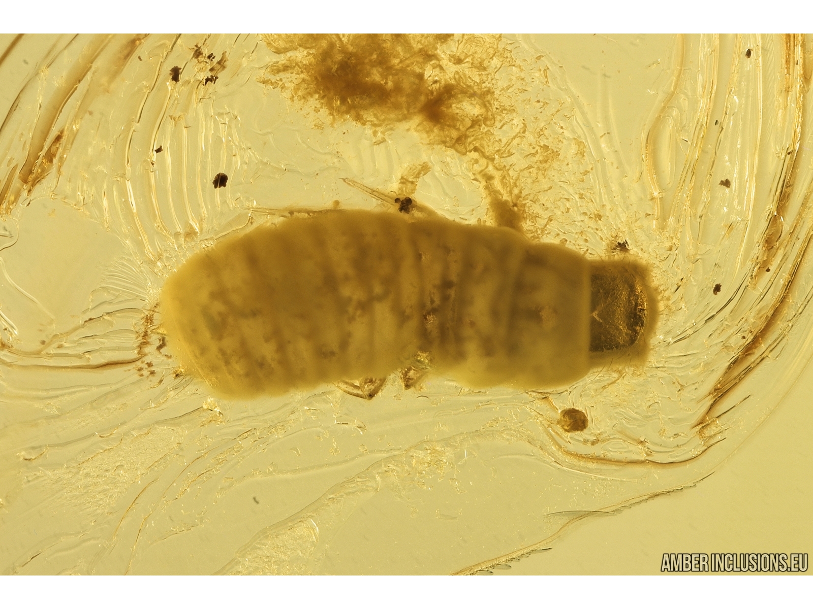 Rare Soldier Beetle Larva Cantharidae. Fossil insect Baltic amber ...