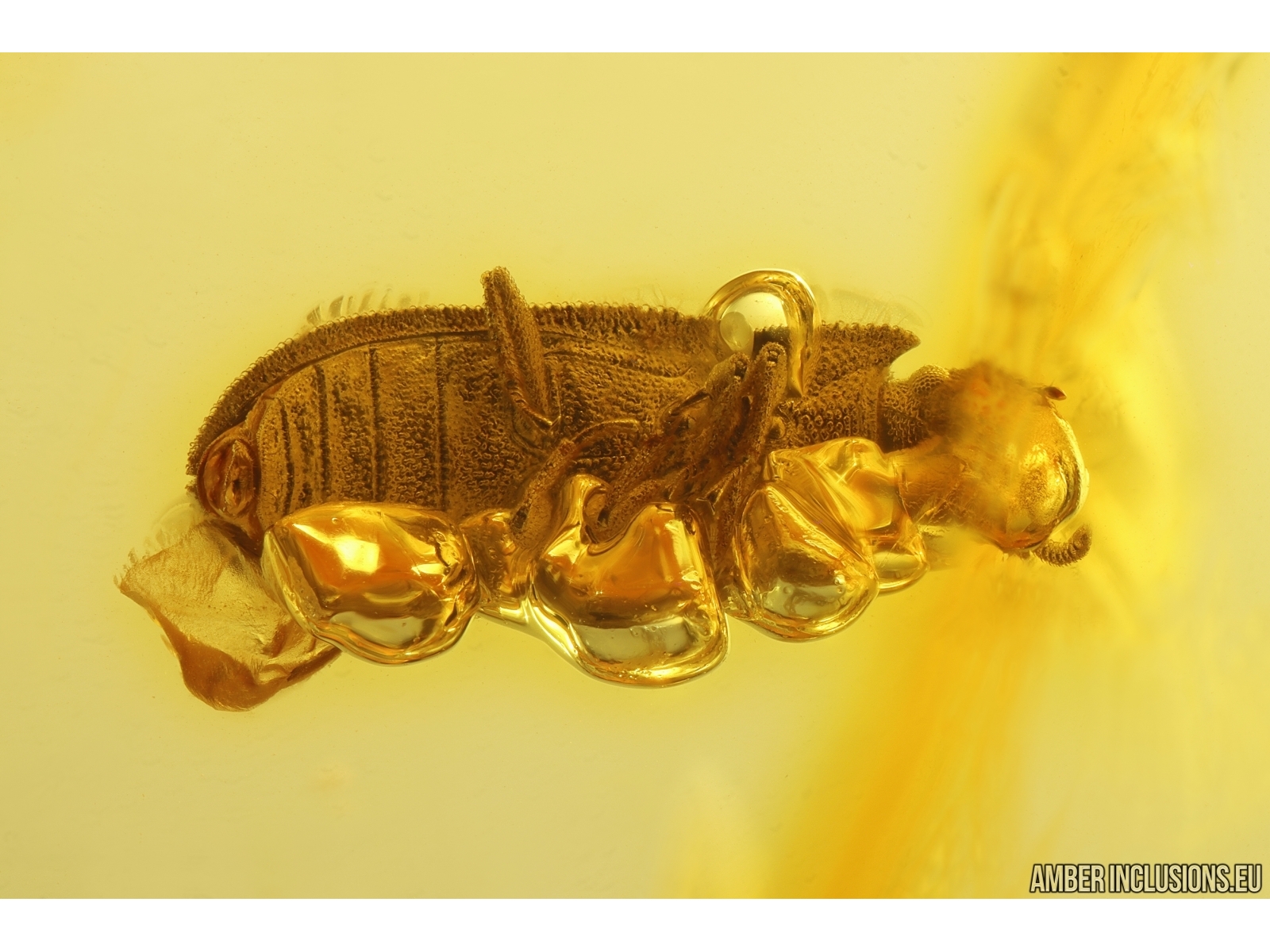 Rare Ironclad Beetle Zopheridae Xylolaemus rihardklebsi. Fossil insect ...