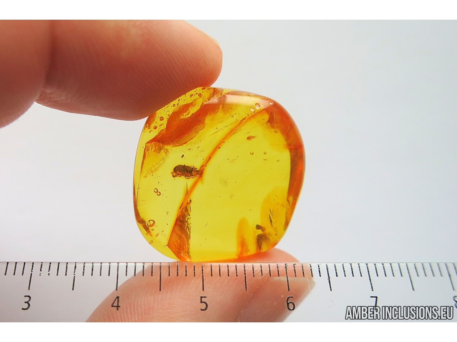 Rare Ironclad Beetle Zopheridae Xylolaemus rihardklebsi. Fossil insect ...