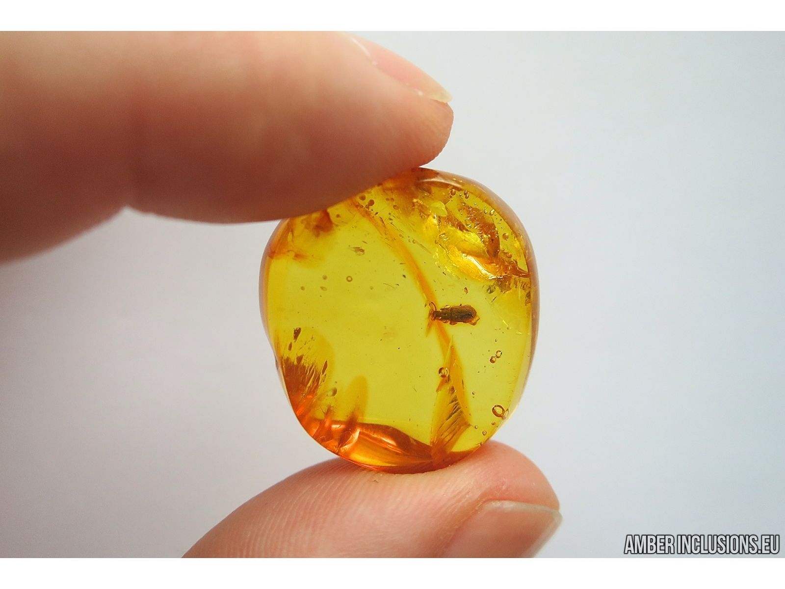 Rare Ironclad Beetle Zopheridae Xylolaemus rihardklebsi. Fossil insect ...