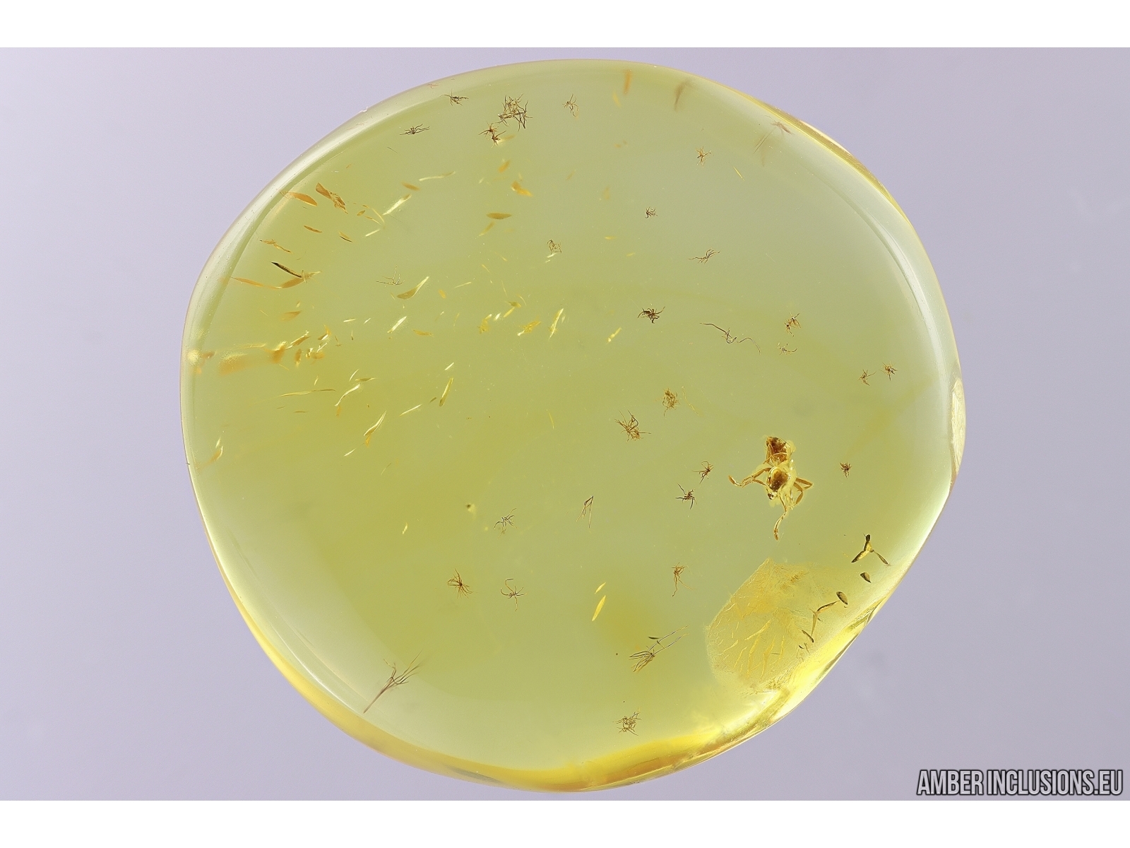 Ant Hymenoptera and Stellate hairs. fossil inclusions Baltic amber ...