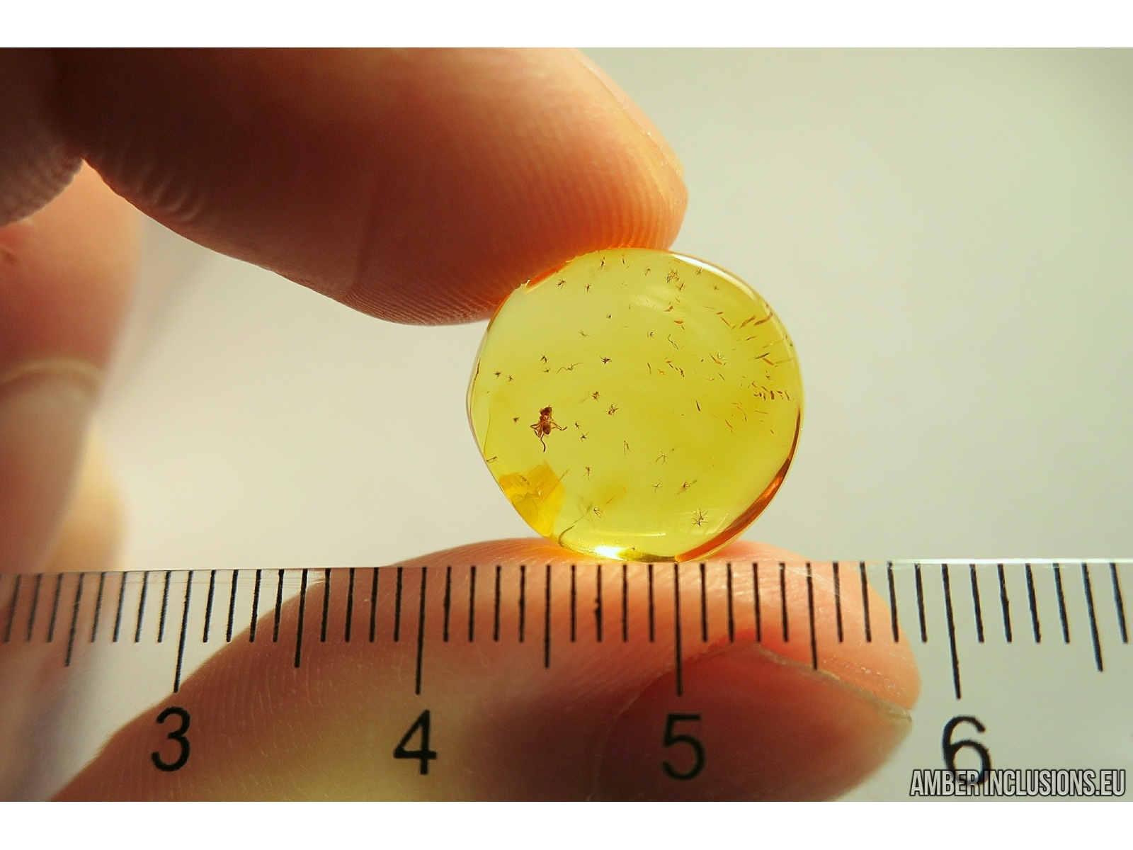 Ant Hymenoptera and Stellate hairs. fossil inclusions Baltic amber ...