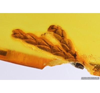 Amber Inclusions | www.amberinclusions.eu