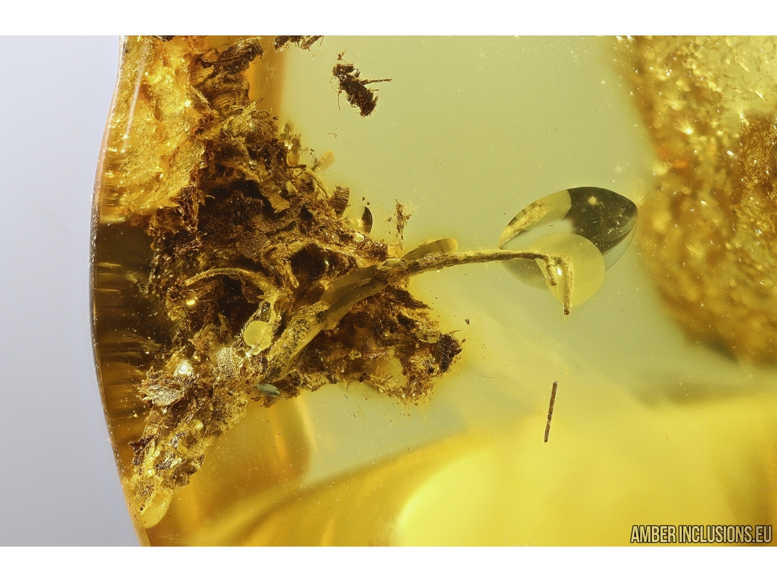 Plant, Lichen. Fossil inclusion in Baltic amber #12842 | www ...