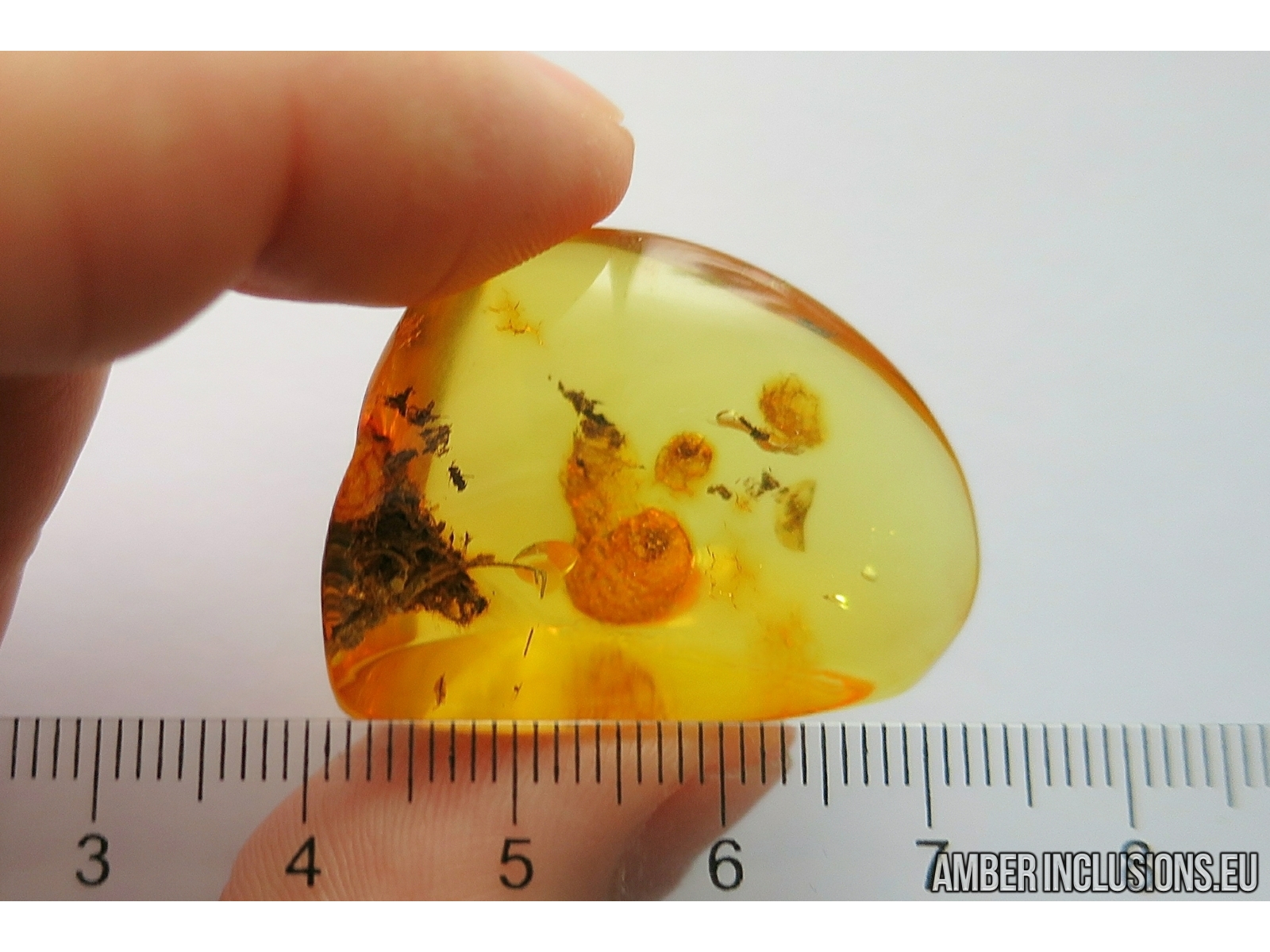 Plant, Lichen. Fossil inclusion in Baltic amber #12842 | www ...