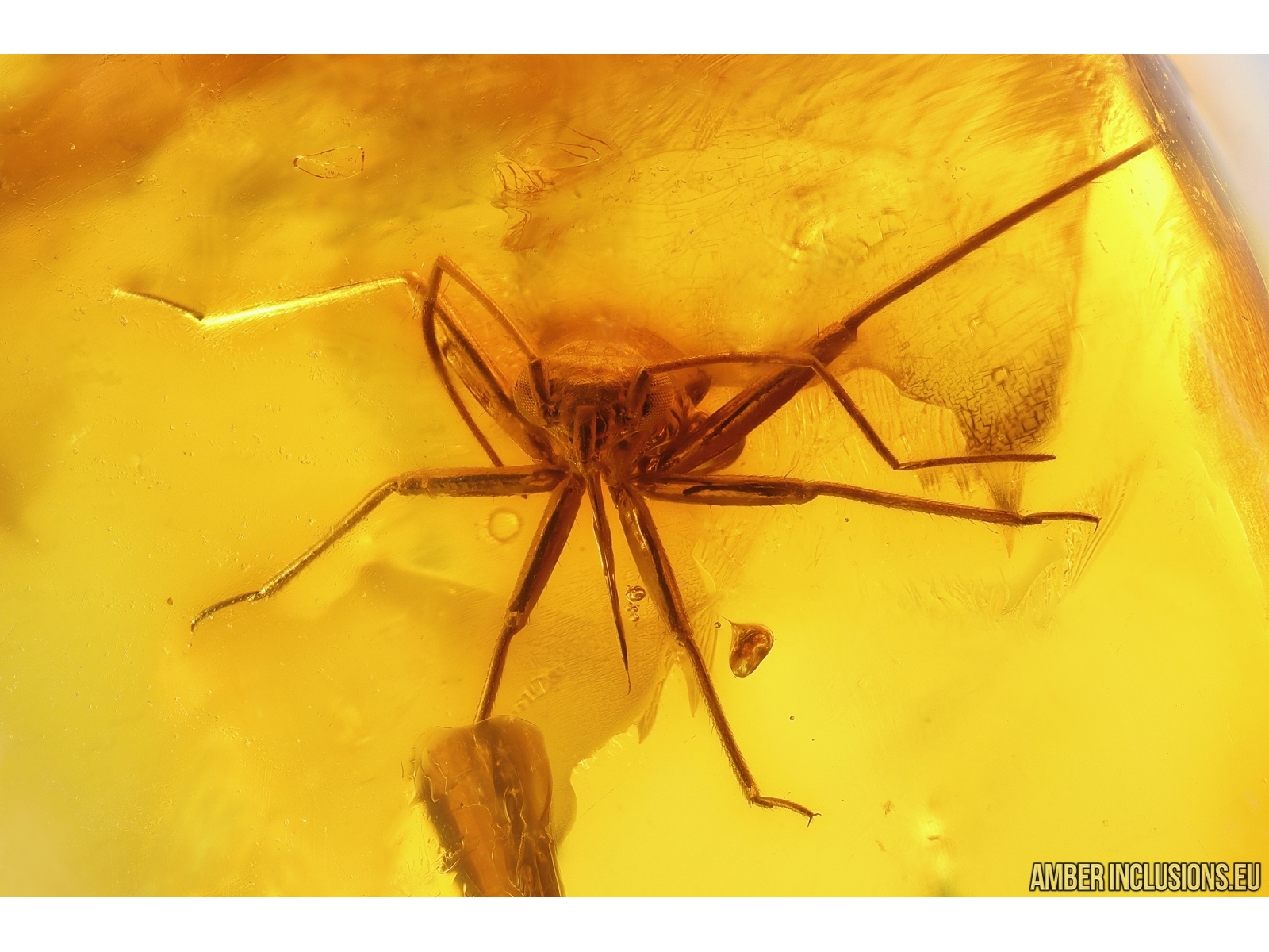 Nice Bug Heteroptera and More. Fossil insects in Baltic amber #12848 ...