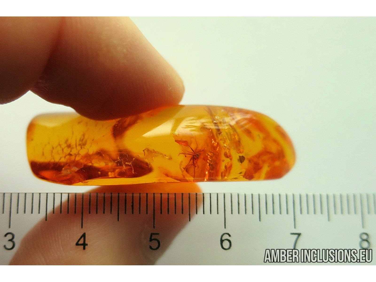 Nice Bug Heteroptera and More. Fossil insects in Baltic amber #12848 ...