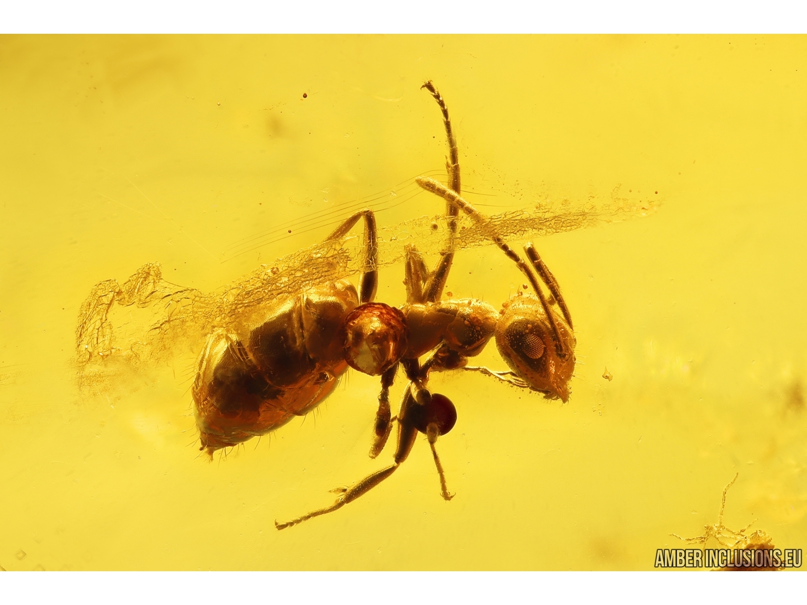 Rare Ant Formicidae Prenolepis henschei. Fossil insect in Baltic amber ...