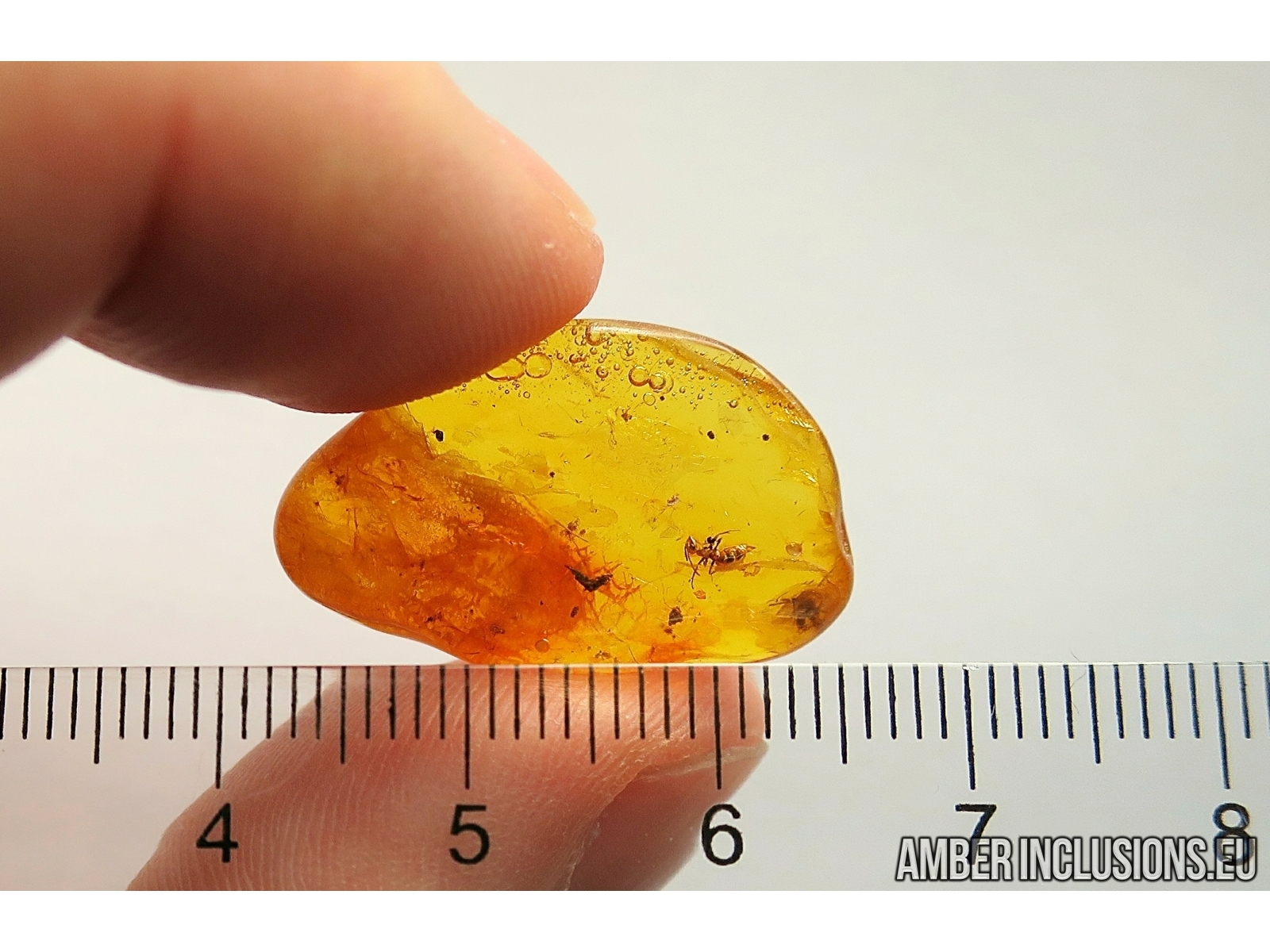 Rare Ant Formicidae Prenolepis henschei. Fossil insect in Baltic amber ...