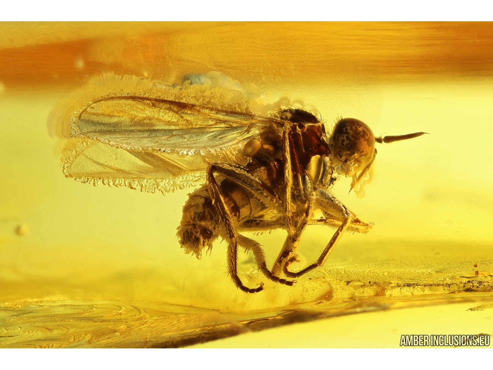 Dance fly Empidoidea Hybotidae. Fossil inclusion in Baltic amber #13094 ...