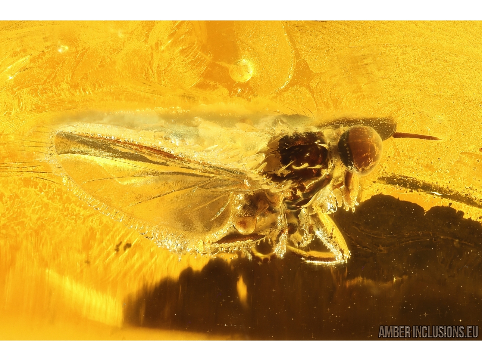 Dance fly Empidoidea Hybotidae. Fossil inclusion in Baltic amber #13094 ...