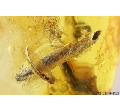 Amber Inclusions | www.amberinclusions.eu