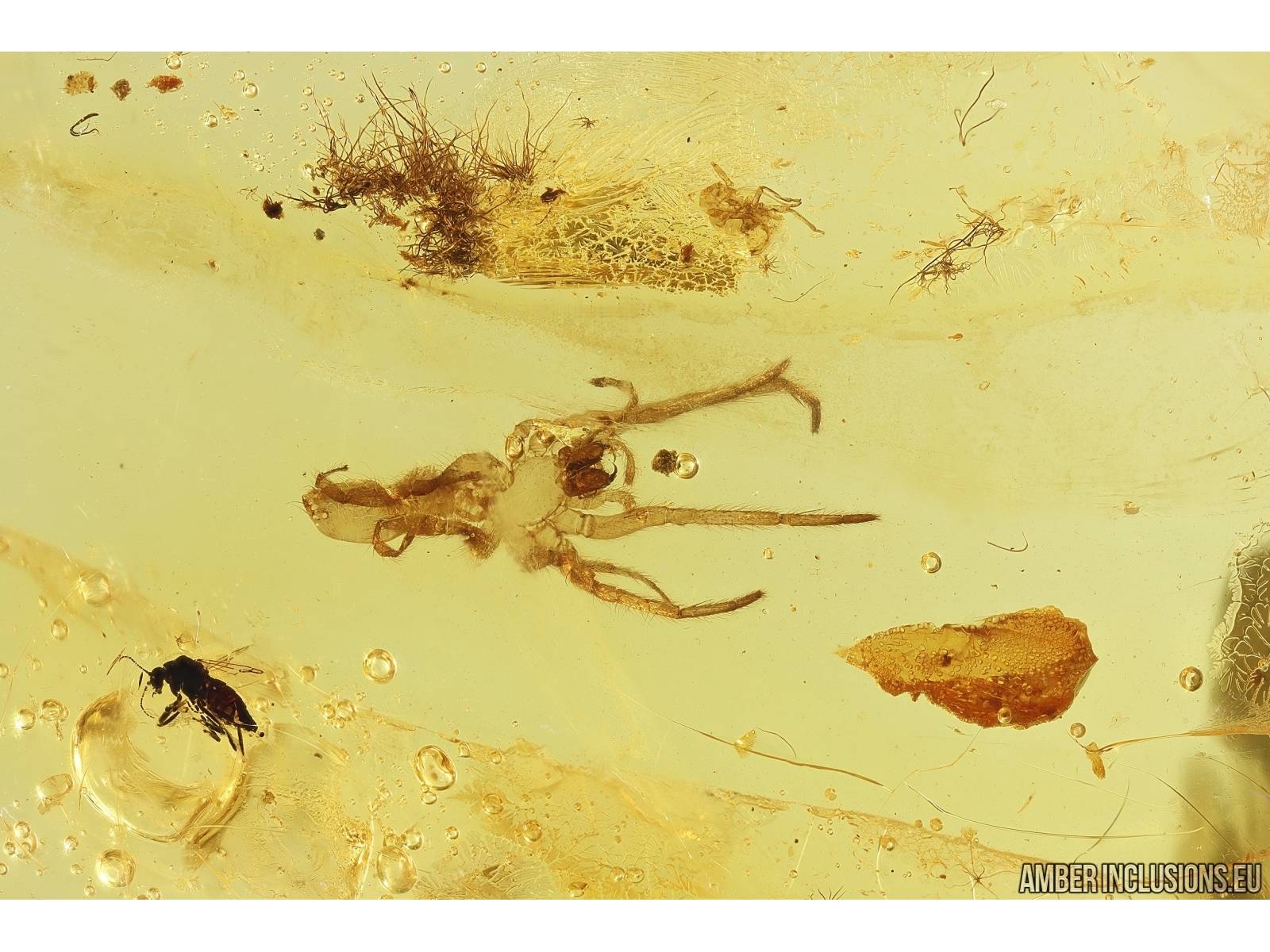Nice Spider Exuvia and More. Fossil inclusions Baltic amber #13175 ...