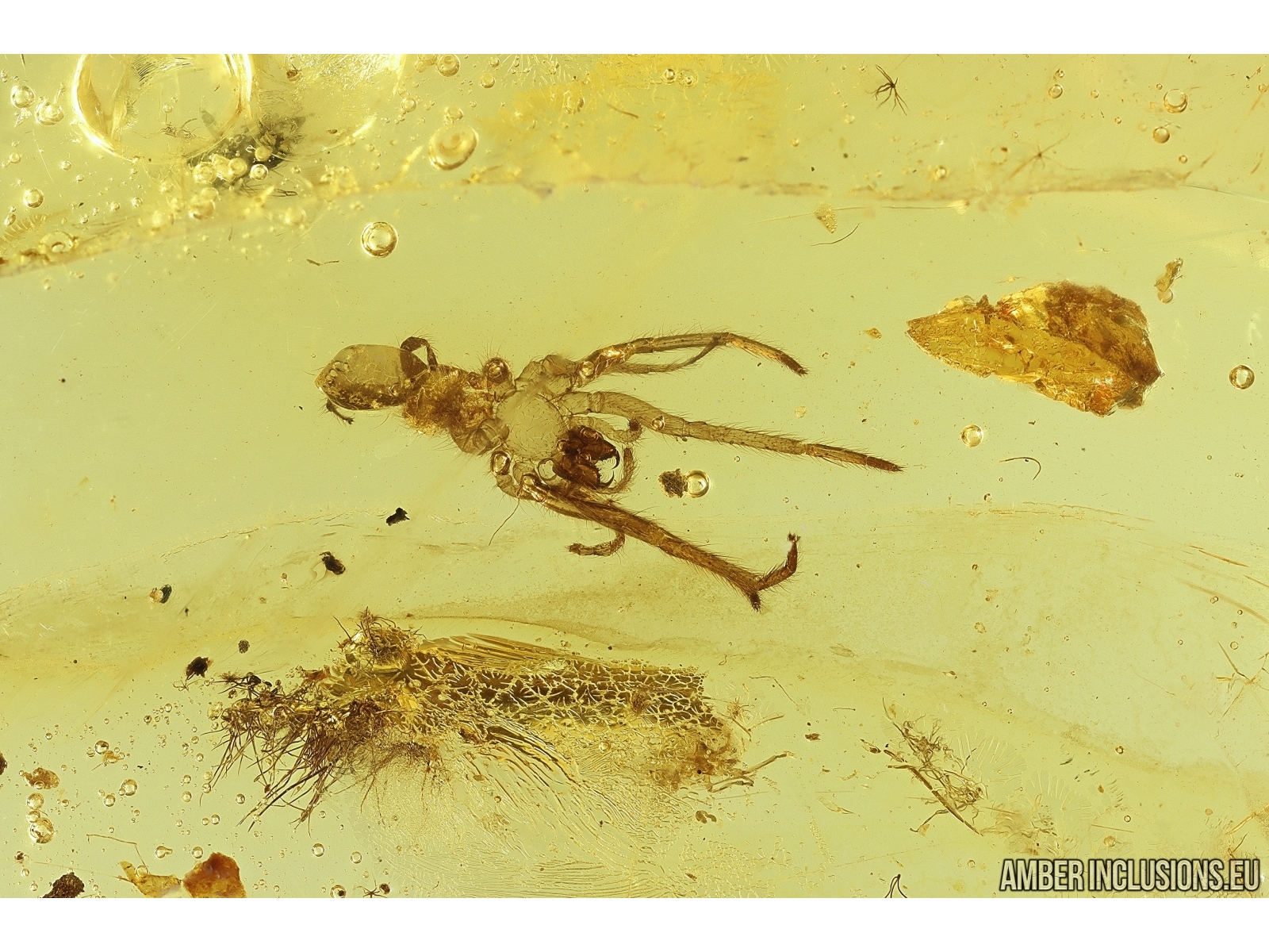 Nice Spider Exuvia and More. Fossil inclusions Baltic amber #13175 ...